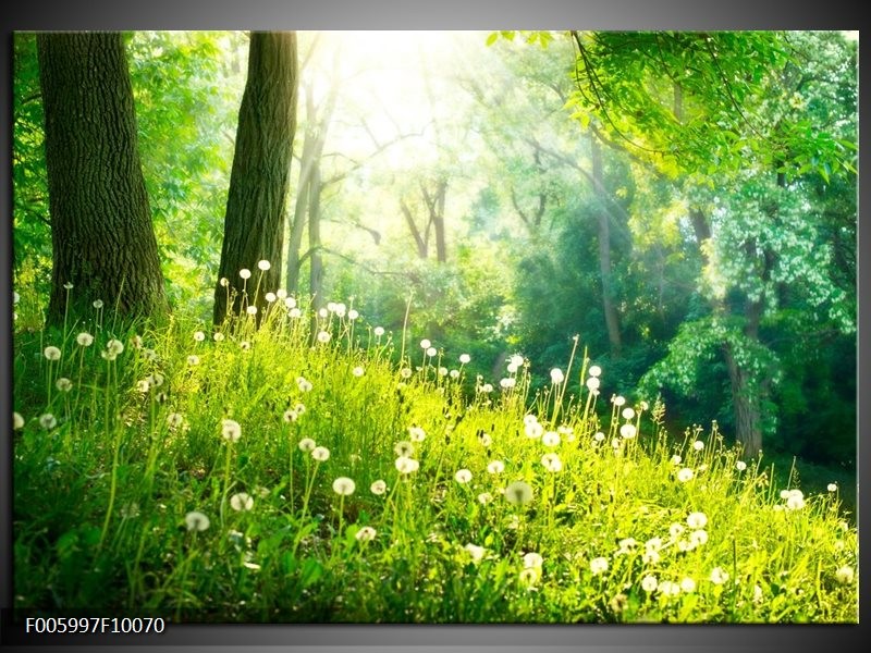 Foto canvas schilderij Natuur | Groen | GroepArt